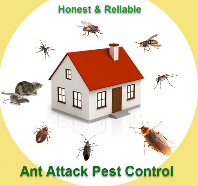 Contact – Ant Attack